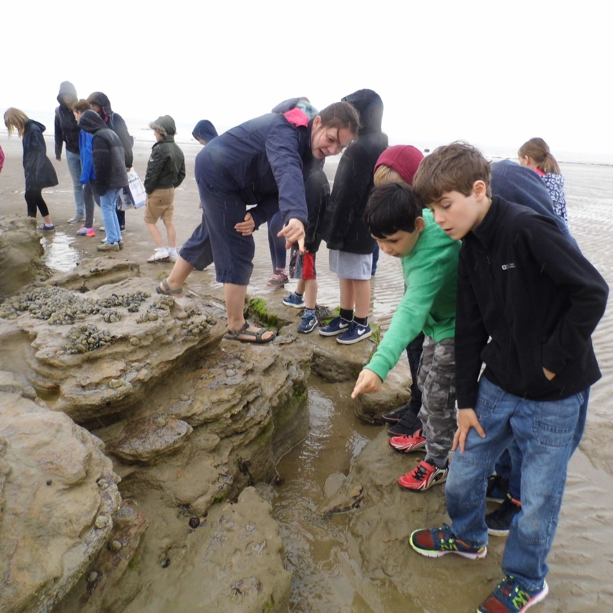 Frewen College - Sea-shells on the sea-shore